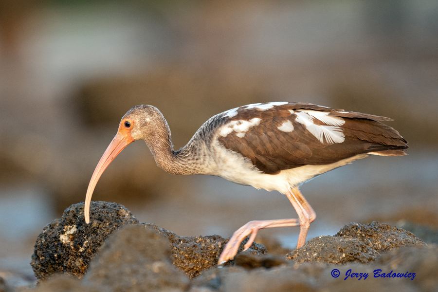 pelikanowe – ibisy – Eudocimus (Pelecaniformes – Threskiornithidae ...