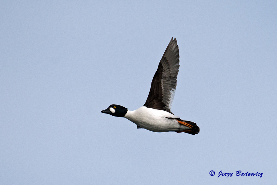 blaszkodziobe – kaczkowate – Bucephala (Anseriformes – Anatidae ...