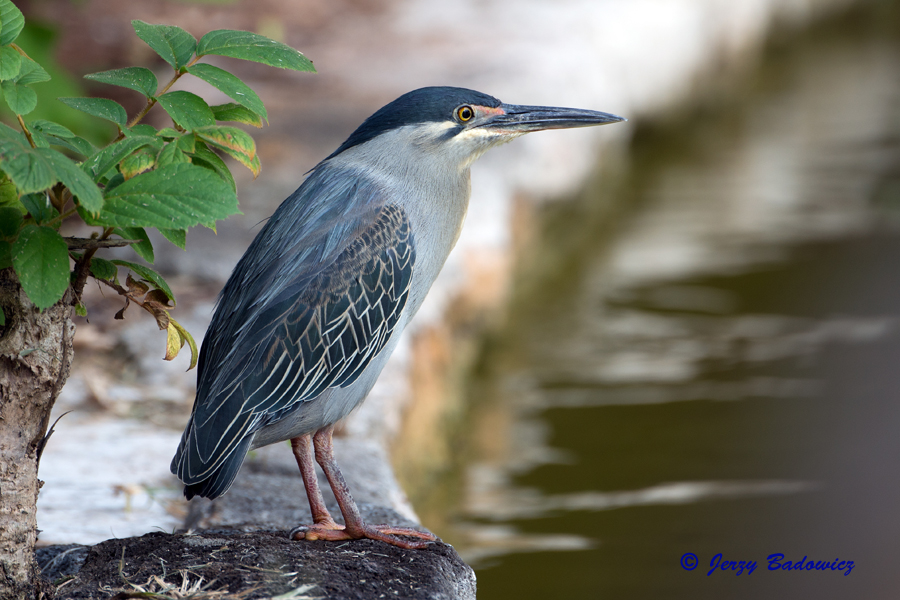 pelikanowe – czaplowate – Butorides (Pelecaniformes – Ardeidae ...